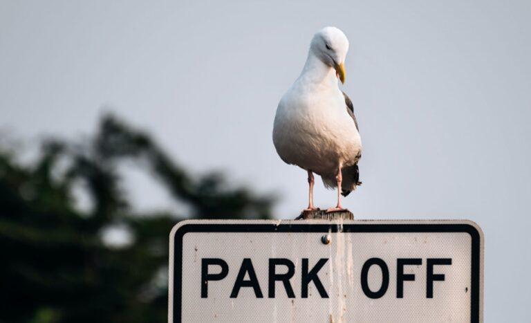 How To Keep Birds From Pooping On Your Car - 21 Best Tips